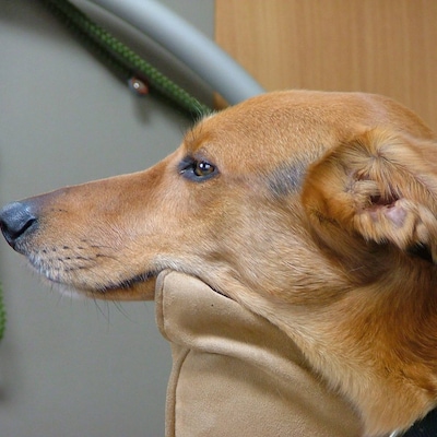 Fleet Hound Wooden Hanging Decoration - Etsy