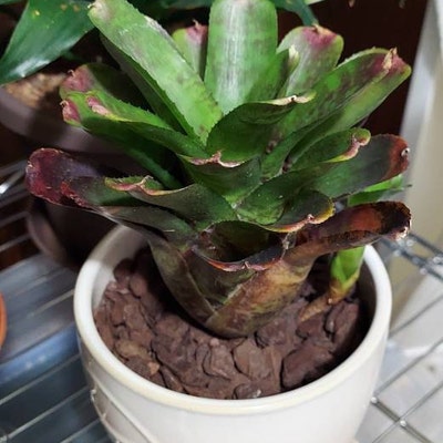 Neoregelia 'blushing Zebra' Bromeliad Plant 4'' - Etsy