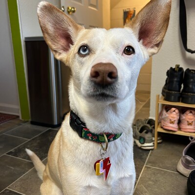 Custom Pet Tag for Dogs and Cats Personalized Weiner Hot Dog Tag Pet ID ...