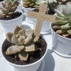 Wooden Cross Plant Favor Markers / Baptism Plant Stakes / Christening ...