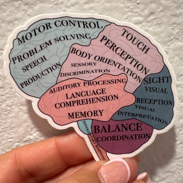 Labeled Brain Sticker, Anatomy Brain Sticker, Brain Sticker, Lobes ...