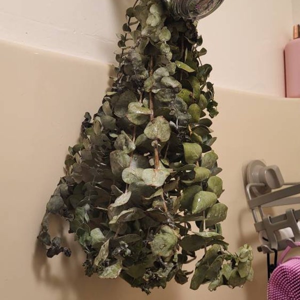 Fresh Eucalyptus Shower Bundle, Eucalyptus Shower Bundle, Indoor ...