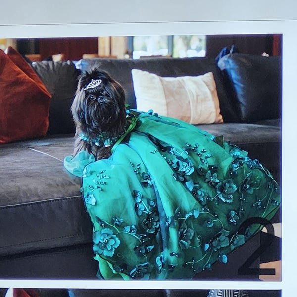 Customizable Dog Wedding Gown, Removable Skirt, Black Lace and Sequins ...