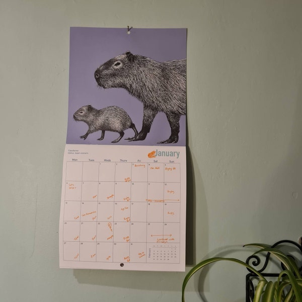 Silverback Gorilla Birthday Card // Animal Art Birthday Cards for Him ...