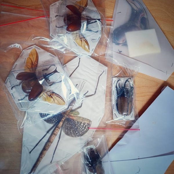 The GIANT Centipede scolopendra Subspinipes Framed & Mounted Arachnid ...