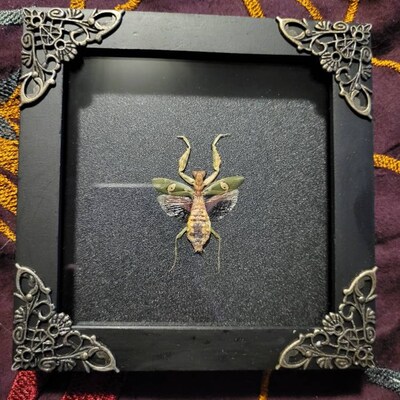 Real Framed Giant Actias Luna Moth 3D Floating Shadow Box Insect ...