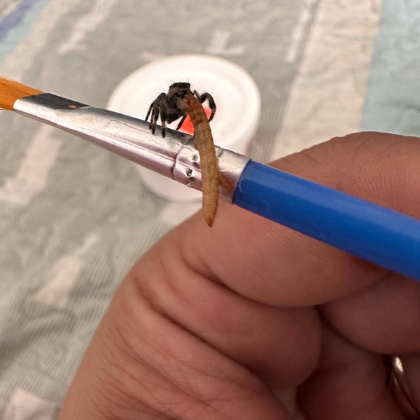 Jumping Spider Starter Kit | Spider Care Kit | Pet Spider Setup ...