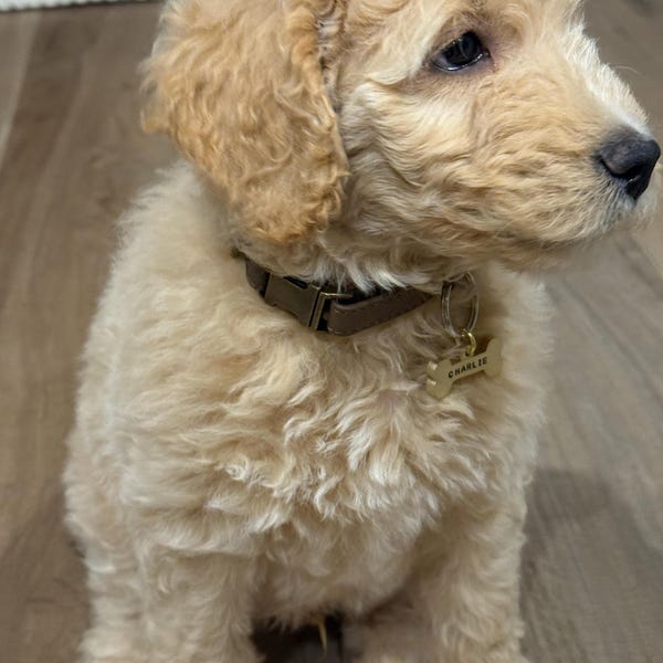 Personalized Shield of Knight Dog Tag ID for Collar With Stamped Front ...