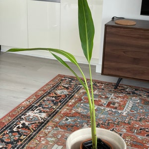 Live Plant Heliconia Jacquinii LIVE PLANT | Etsy