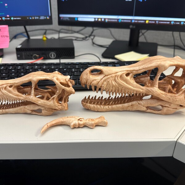 Velociraptor Replica Skull 3D Printed - Etsy