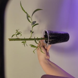 Medical Assistant Vinyl Decal in Maroon - Etsy