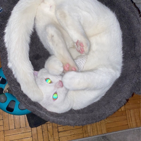 Crochet Catnip Cat Toy – Acrylic Yarn Kitty Joint, Cat Blunt - Etsy