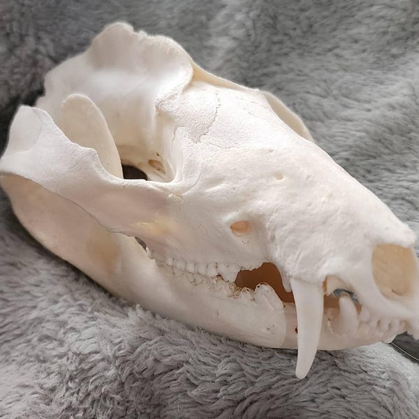 2 Coyote Leg Bone- 1 Ulna and 1 Radius BN-701 - Etsy