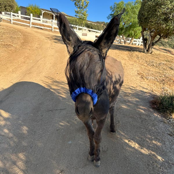 Small Standard Donkey (larger Than a Mini Donkey) - Etsy