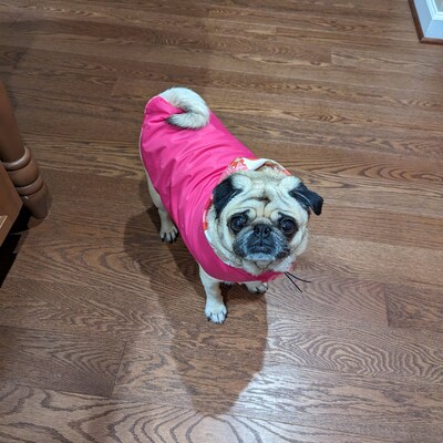 Pug Snuggly's Snow Patrol/winter Coat With Thinsulate - Etsy