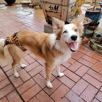 Dog Drying Coat, Grooming Coat, Lycra, Washable, Comfortable, Custom ...