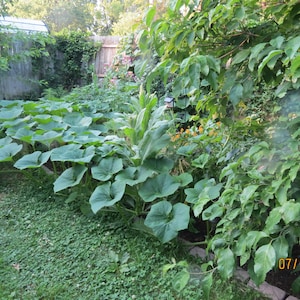 Marketer Cucumber Seeds 50+ Vegetable Garden Heirloom NON-GMO USA - Etsy