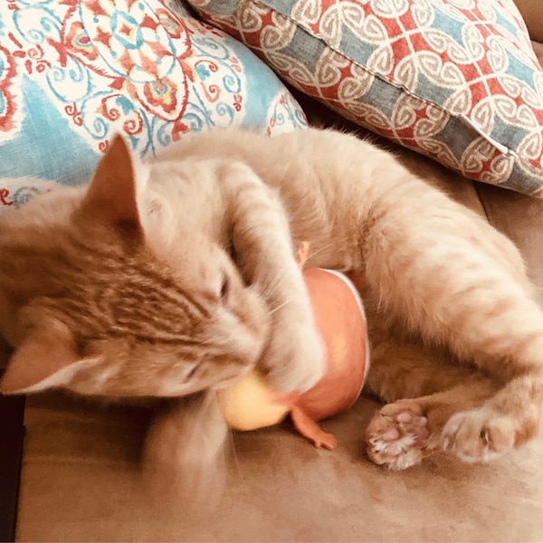 Donny-doll- Catnip Stuffed Baby Trump Doll. Baby Donald Trump Cat Toy ...