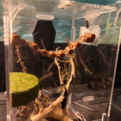 3D Printed Magnetic Spider Platforms Set of 3 Terrarium - Etsy