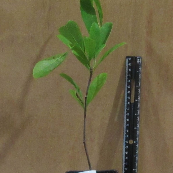 Star Magnolia 4"pot Magnolia Stellata - Etsy