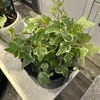 White Variegated English Ivy Live Plant in a 3" Pot | 2 Plants Required ...