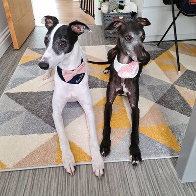 Crochet Cockapoo Pattern, Amigurumi Dog Pattern, Dog Stuffed Animal ...