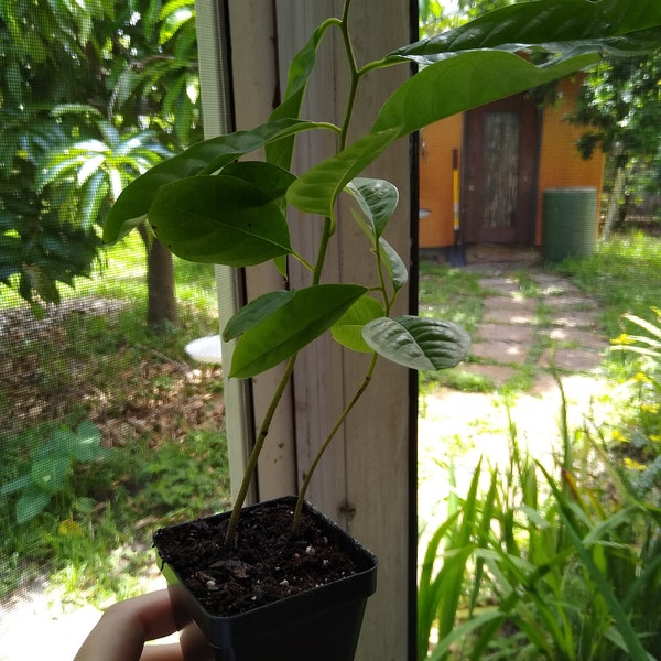 Rollinia Deliciosa Biriba Potted PLANT Tropical Tree - Etsy