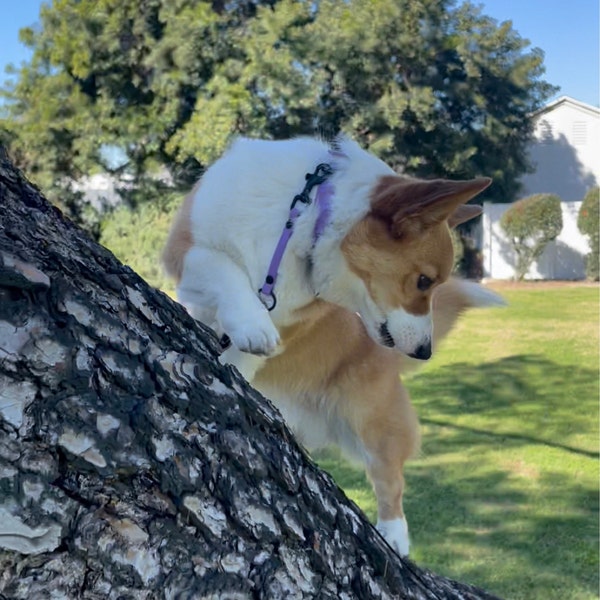 Custom Biothane Training Tab - Etsy