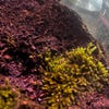 Star Moss Tortula Ruralis - Etsy