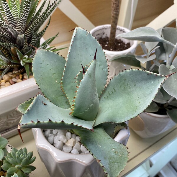 Dragon Toes, Various Sizes, Agave With Gray Leaves With Red Tips, Grows ...