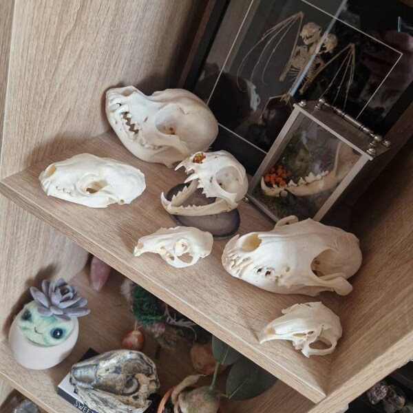 Elegance Red Fox Fang Earrings, Canine Tooth Earring, Tooth Earring ...