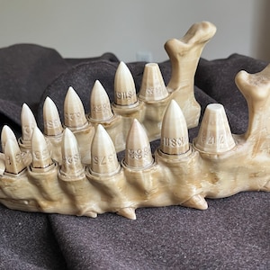 Dragon Teeth Dice Set - Etsy