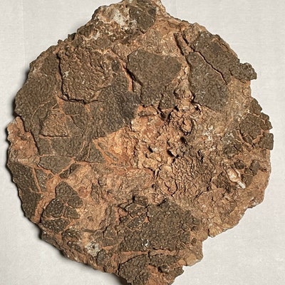 Edmontosaurus Metatarsal Foot Bone Cretaceus Glendive Montana - Etsy