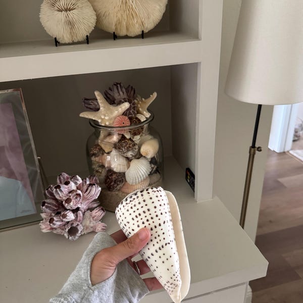 Rare Fluted Scaly Squamosa Tridacna Giant Clam Shell Pair Set, You Pick ...