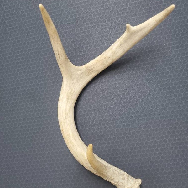 Whole Mule Deer Antlers 12-13 Inches Tall(sold Individually) - Etsy