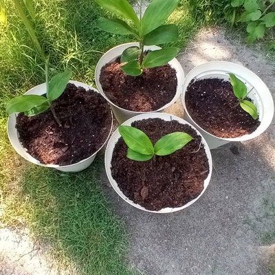 20x Golden Trumpet Tree Seeds Handroanthus Chrysanthus - Etsy