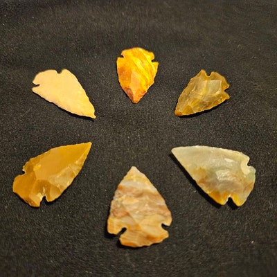 Codakia Orbicularis Aka Tiger Lucine Fossil / Fossilized Whole Bilvalve ...