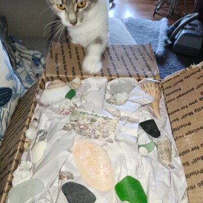 Large Specimen Grade 63.1mm CONUS Regius Royal, Crown Cone SEASHELL JB ...