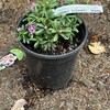 Phygelius 'colorburst Yellow', Yellow Cape Fuchsia - Etsy