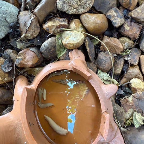 Dome-style Garden Slug Trap. Decorative Trap to Protect Flowers and ...