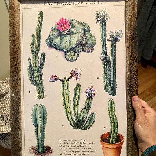 Psychoactive Cacti Botanical Art Print - Etsy