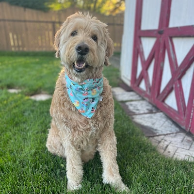 Orange and White Checkered Dog Collar, Martingale or Flat Collar, Dog ...