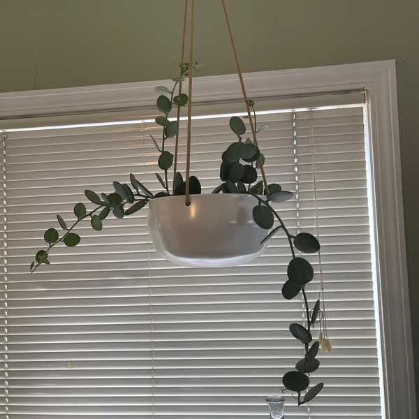 Green String Houseplant String of Coins Indoor or Outdoor Plant Easy ...