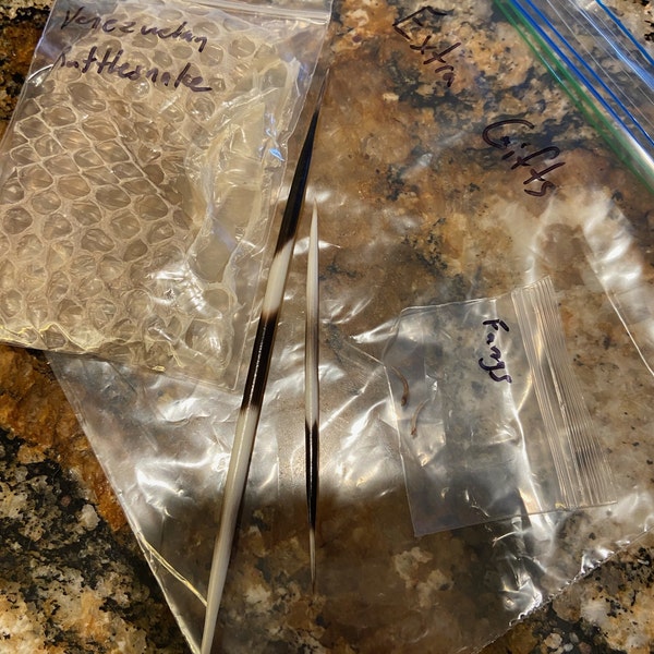 Copperhead Shed Skin - Etsy