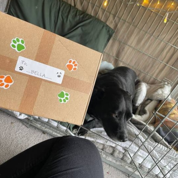 Letterbox Dog Treat Box: Gourmet Dog Gift With Free UK Delivery Dog ...