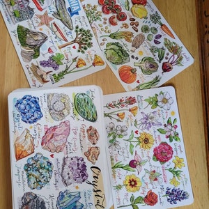 Connecticut State Print. Illustration. the Nutmeg State. - Etsy