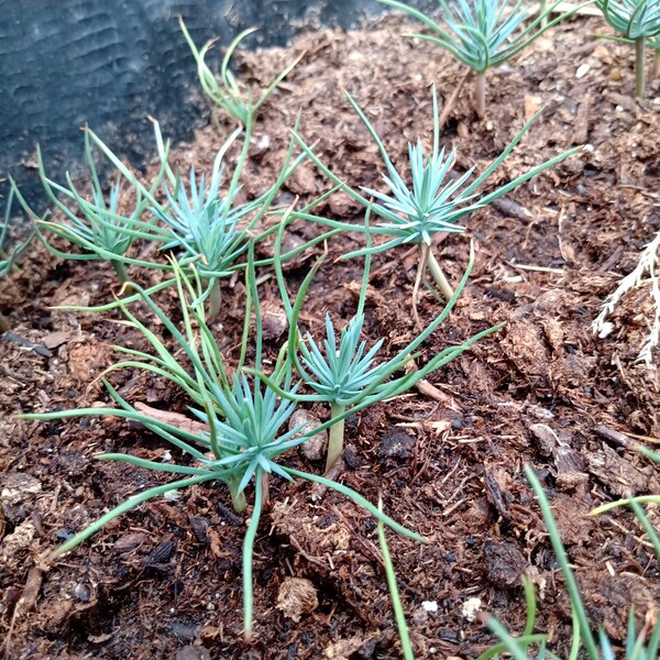 Piñon Pinon 2024 Harvest HARD SHELL Pinion - Etsy