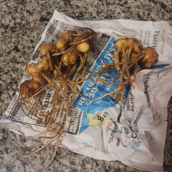 Wild Huckleberry - 100+ Seeds - Wildlife Food - Etsy