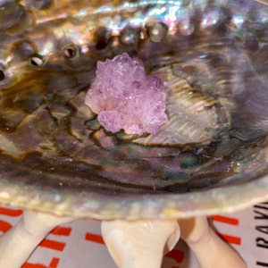 Agatized SEASHELL Fossil Wire Wrap Jewelry Making | Etsy