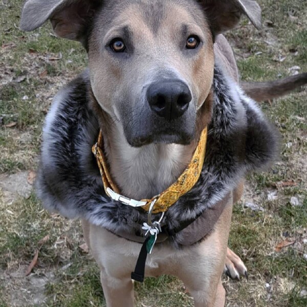 Sundance Shearling Dog Jacket - so Boho Chic in Black! - Etsy